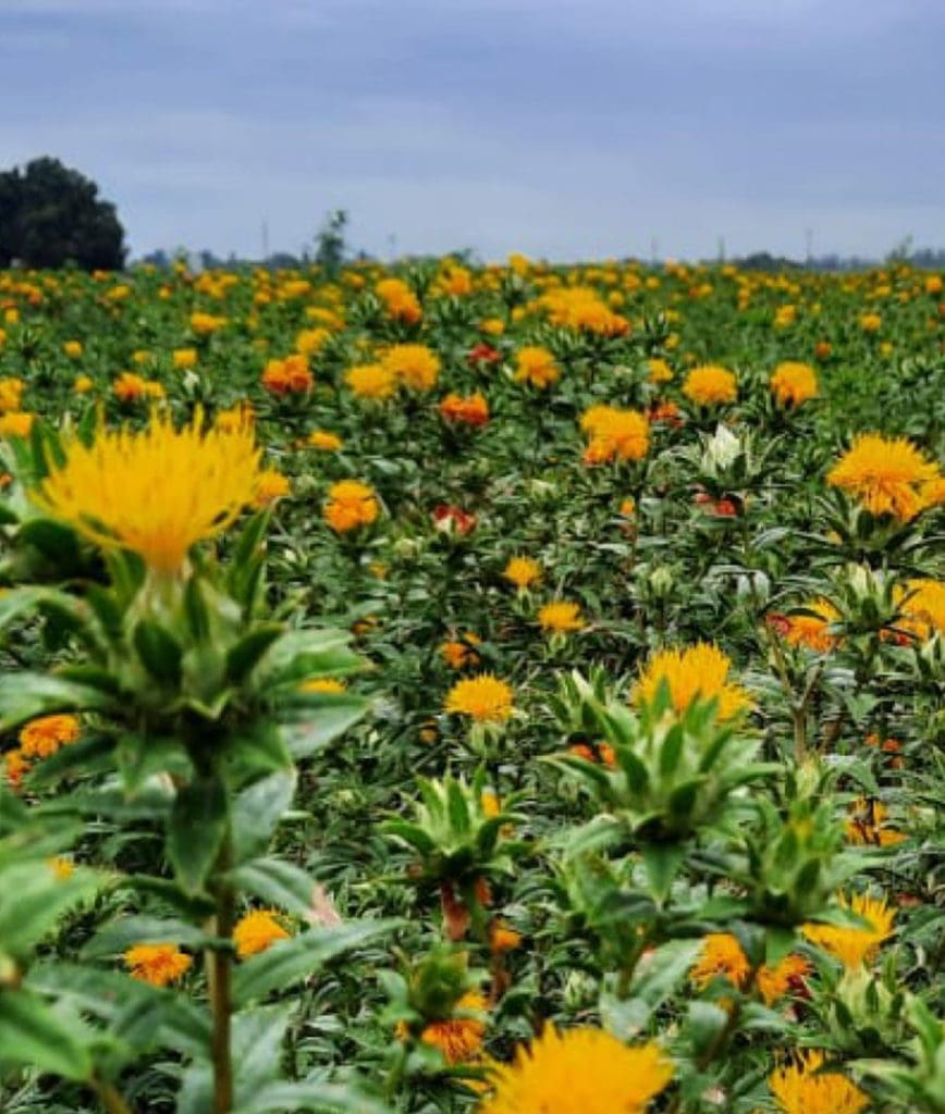 NZ start-up developing safflower as dairy substitute - Grain Central