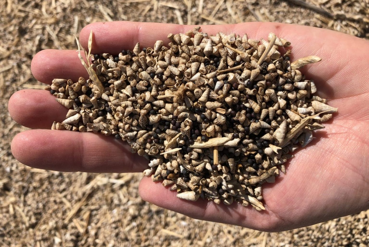 CSIRO project finds snails like red, don't mind coffee - Grain Central