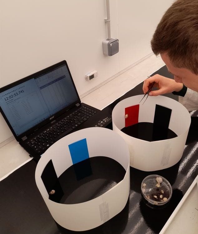 CSIRO project finds snails like red, don't mind coffee - Grain Central