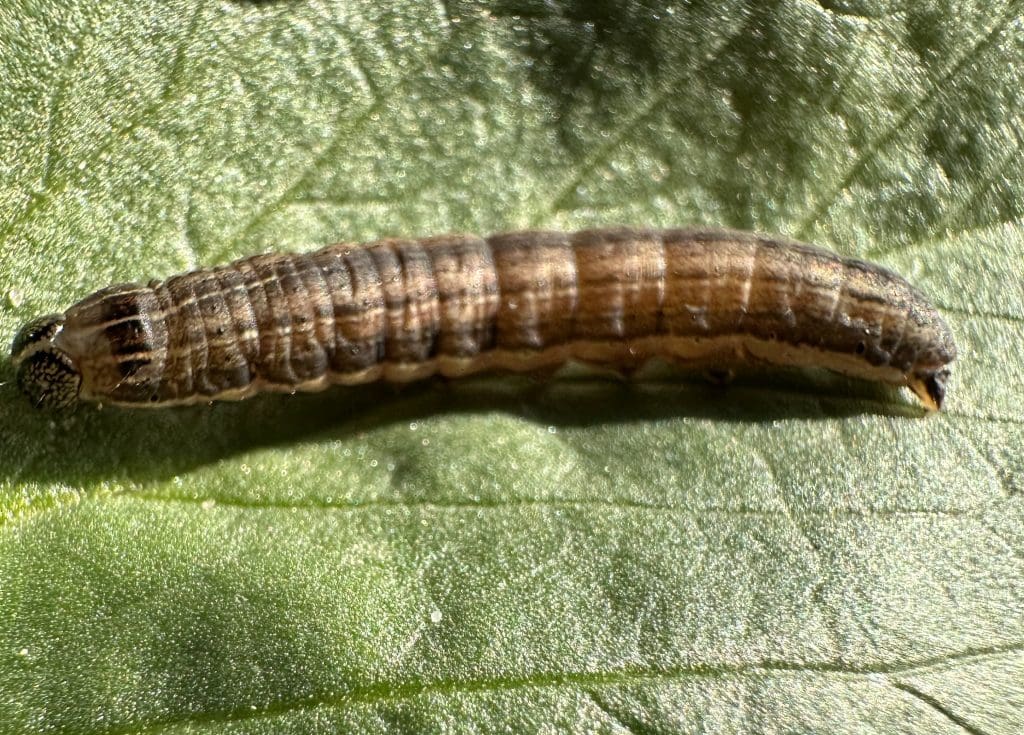 FAW found in faba beans in WA's southernmost detection - Grain Central