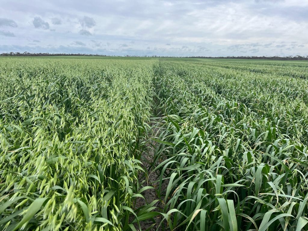 Minnie, Koala join Goldie as classified milling-oat varieties - Grain ...