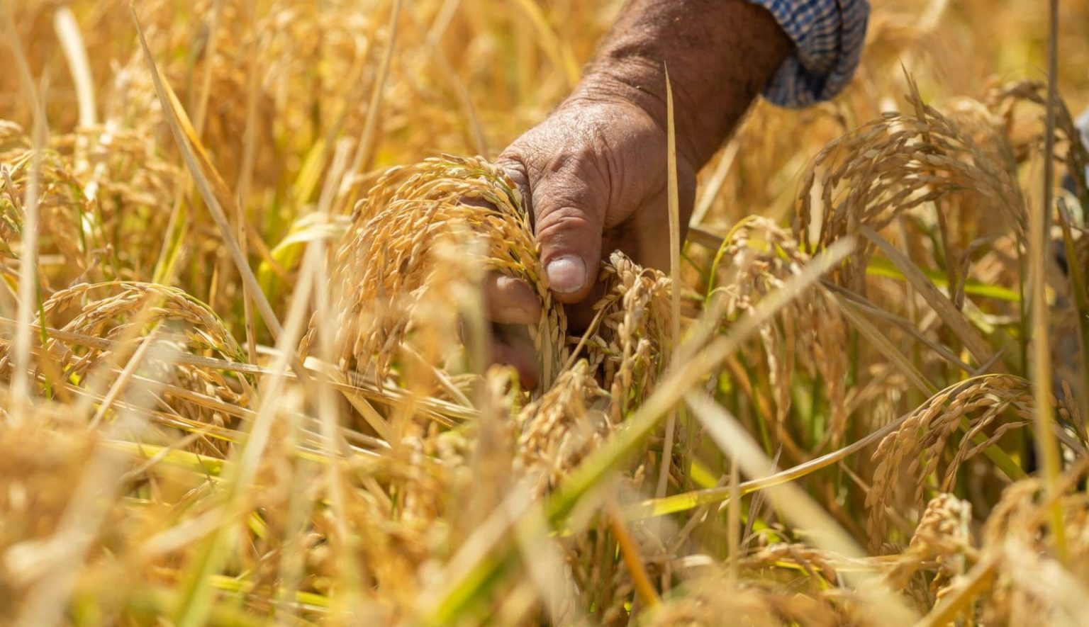 SunRice avoids Trump tariffs but warns of trade, currency risks - Grain ...