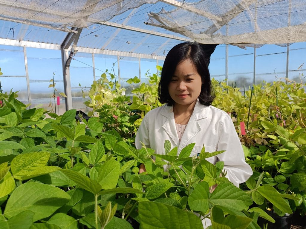 Soybean program aims to boost national production - Grain Central