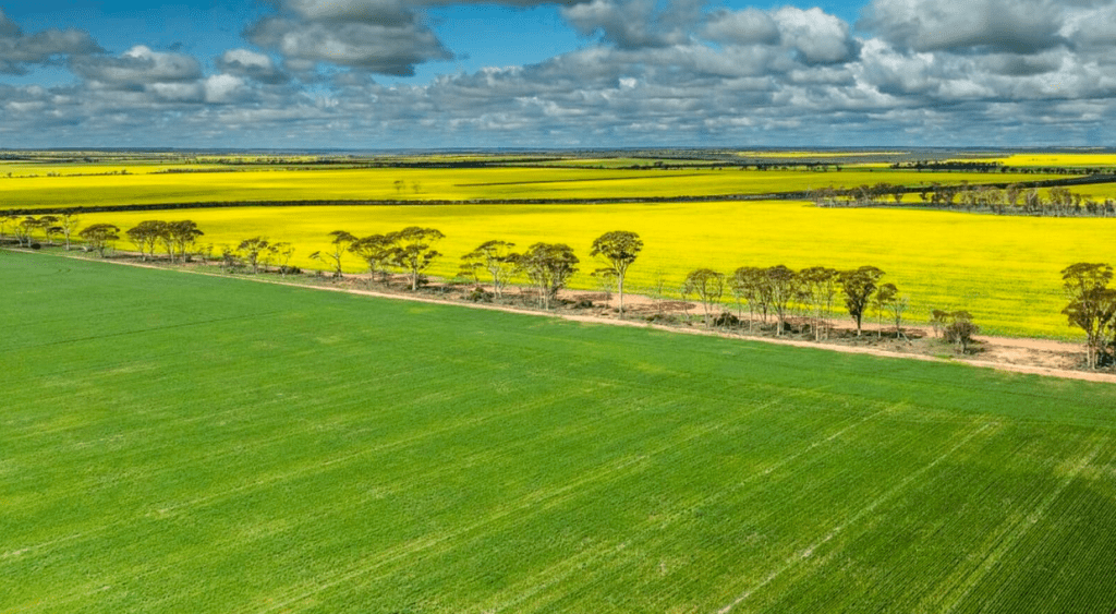 Merredin Farms returns to market as two portfolios - Sheep Central