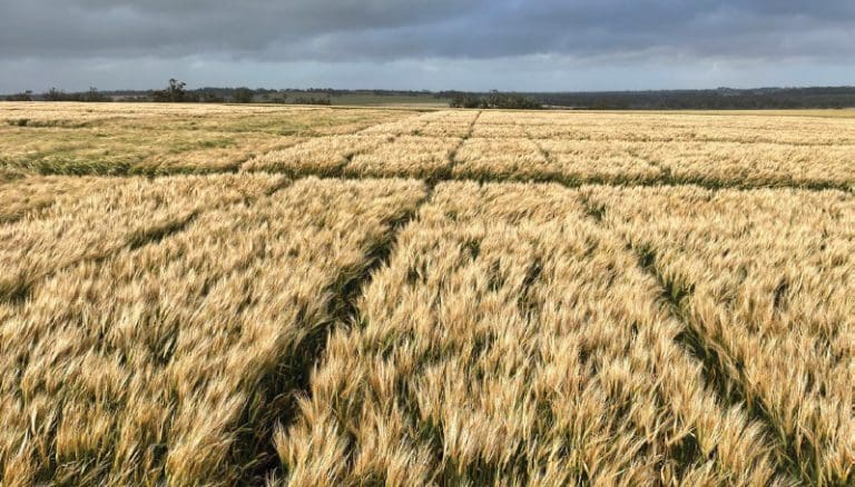 Maximus CL named sole recommended WA malt barley - Grain Central