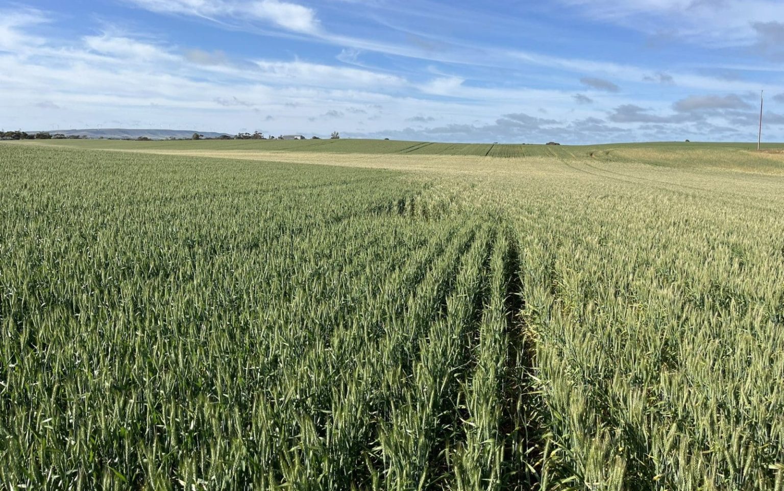 Growers weigh up cost of frost on damaged crops - Grain Central