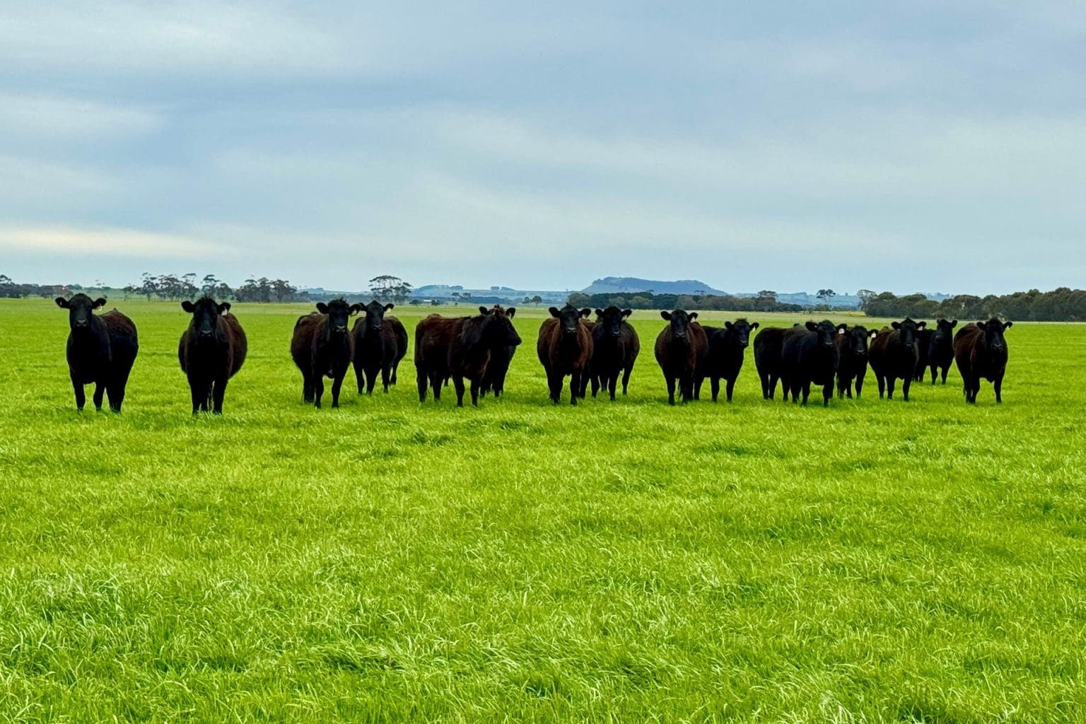 Growth Farms lists NSW, Vic aggregations - Grain Central