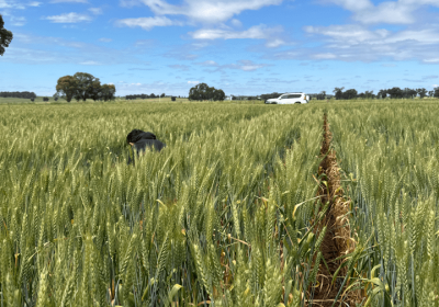 GIAV tour forecasts Vic wheat crop at 3.4Mt, barley 2.6Mt - Grain Central