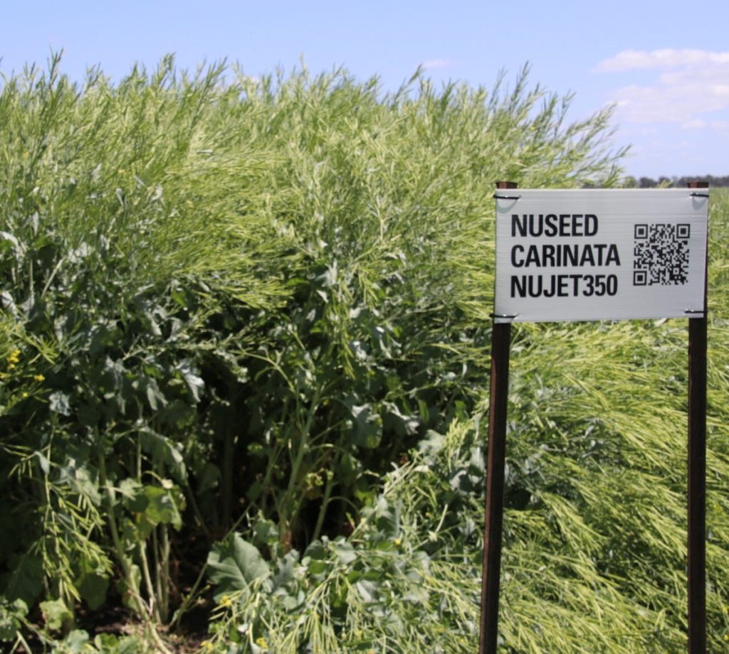 New northern crop options explored at Tosari - Grain Central