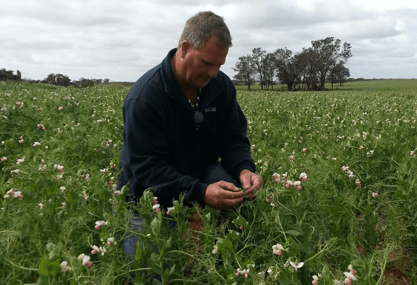 Rushy Lagoon heads list of diverse properties for sale - Grain Central
