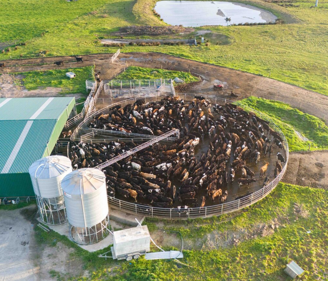 Rushy Lagoon heads list of diverse properties for sale - Grain Central