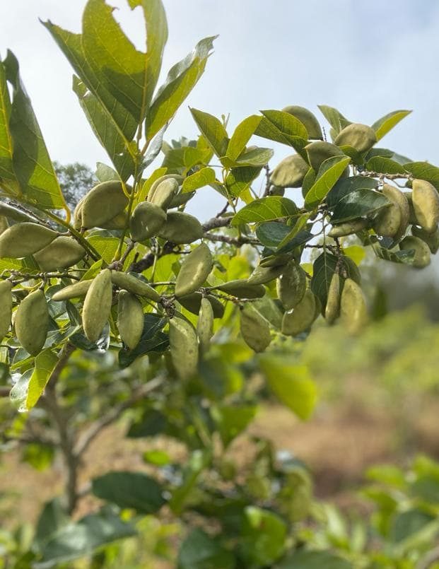 Rio Tinto to trial pongamia for biofuels in Qld - Grain Central