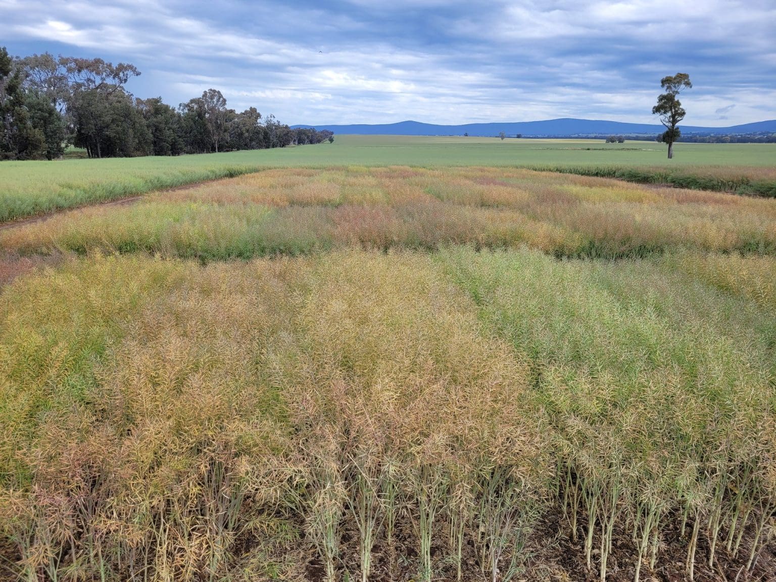 Canola growers reminded to complete ISCC forms - Grain Central
