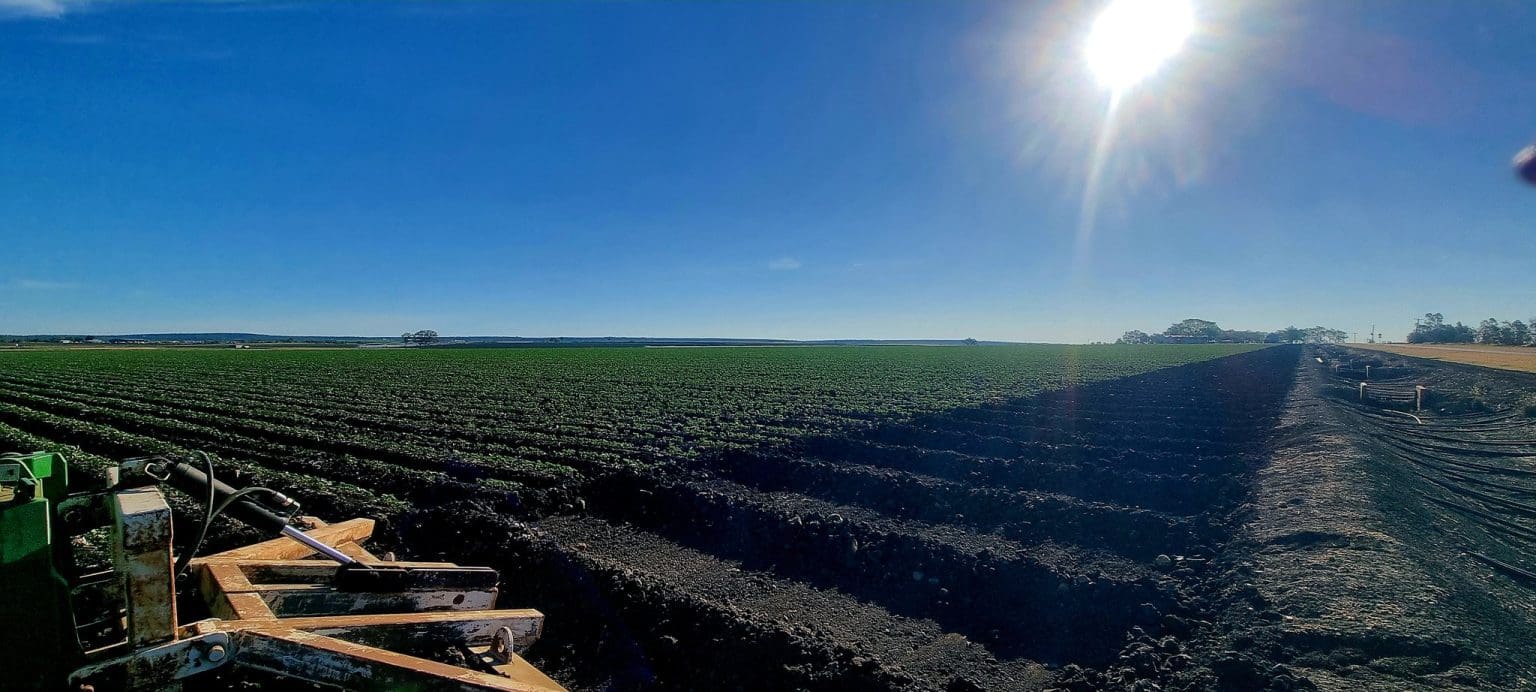 Cotton planting starts with above-average crop expected - Grain Central