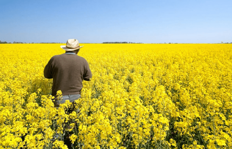Australian canola exports for Dec quarter hit 1.48Mt - Grain Central