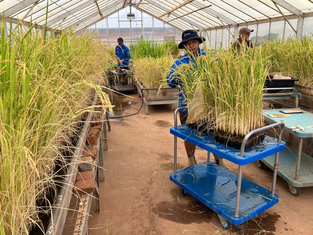JV to build new home for rice breeding in Riverina - Grain Central