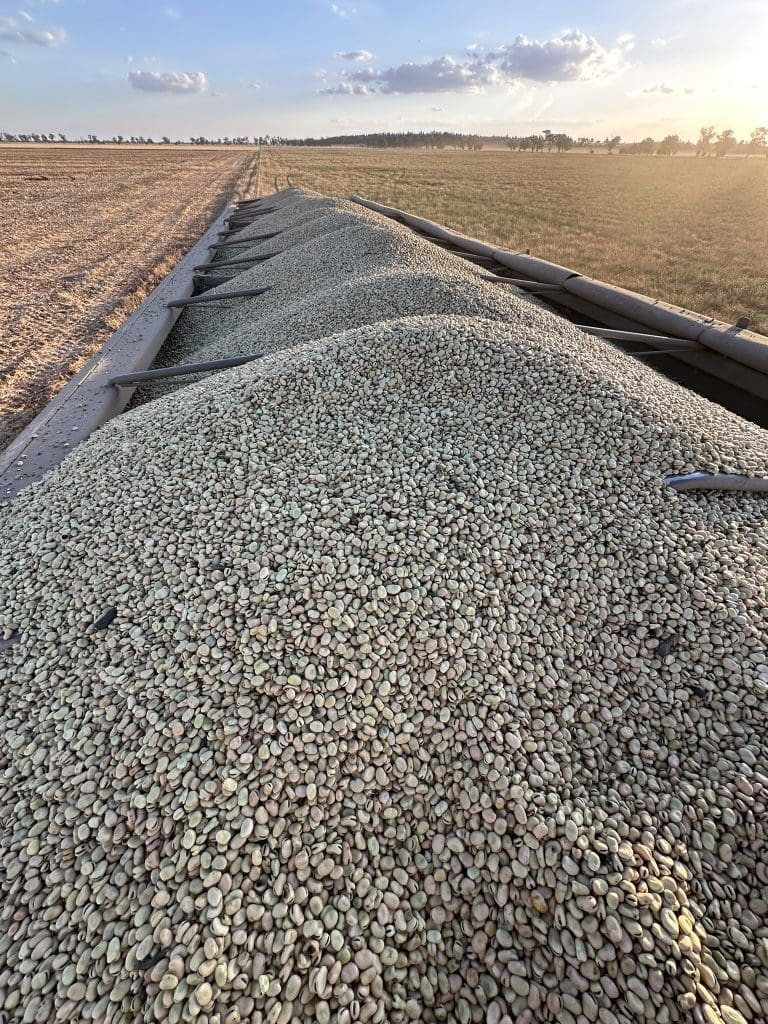 ABARES revises estimates for Australia's major pulses - Grain Central