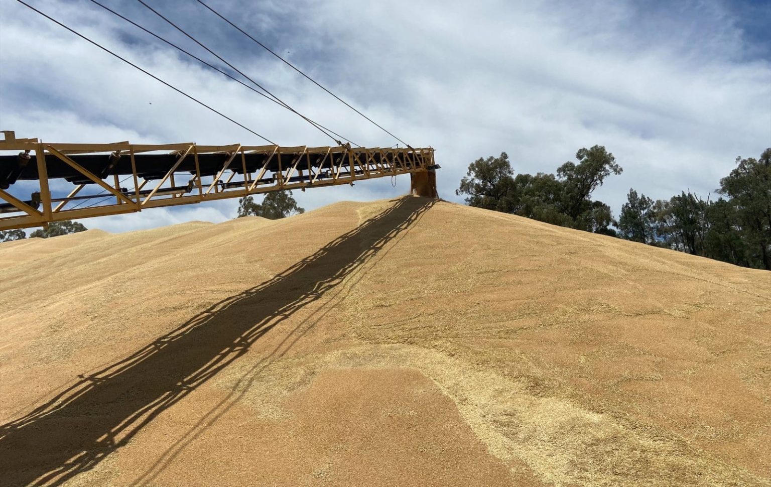 Australia exports 2.1Mt wheat in March, steady on Feb - Grain Central
