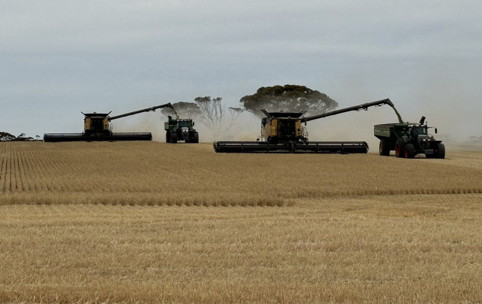WA growers launch national grains levy survey - Grain Central