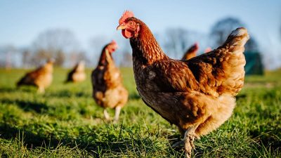Avian flu detected at poultry farm in northern Vic - Grain Central