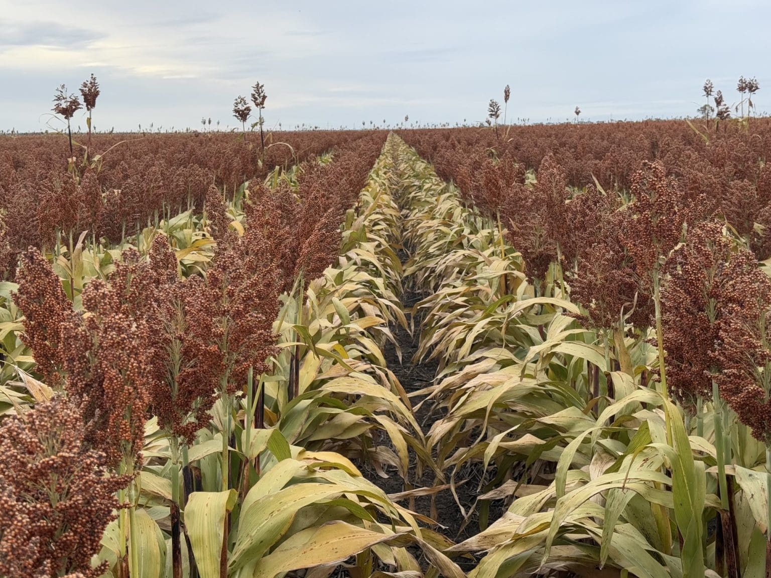 Feedgrain Focus: Grower sales pick up in north - Grain Central