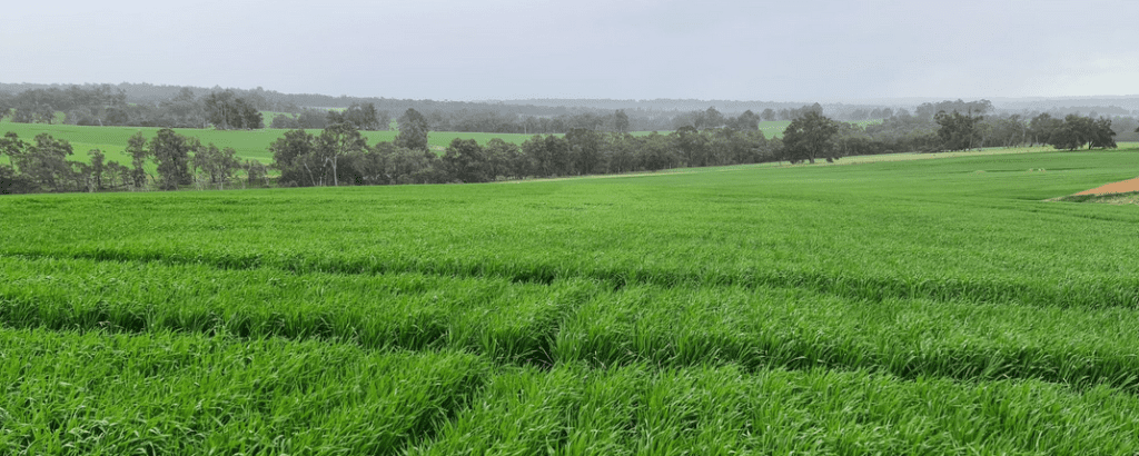 Demand for Great Southern farms outstrips supply in WA - Grain Central