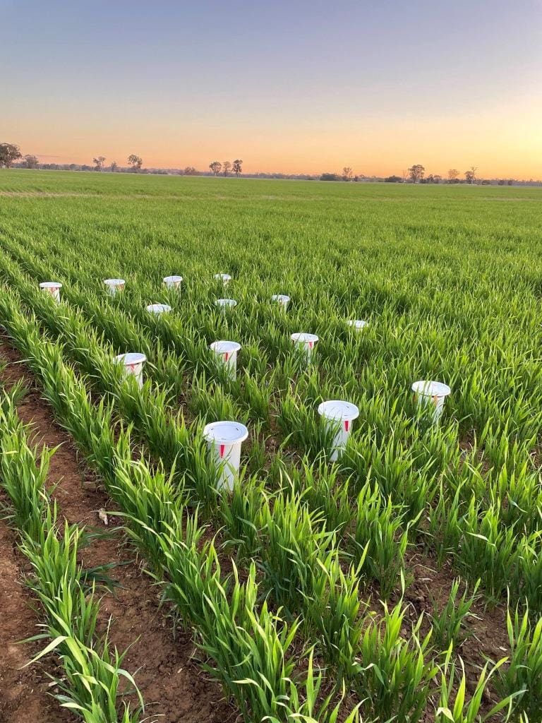 IPF trials back Green Urea NV for southern crops, pastures - Grain Central