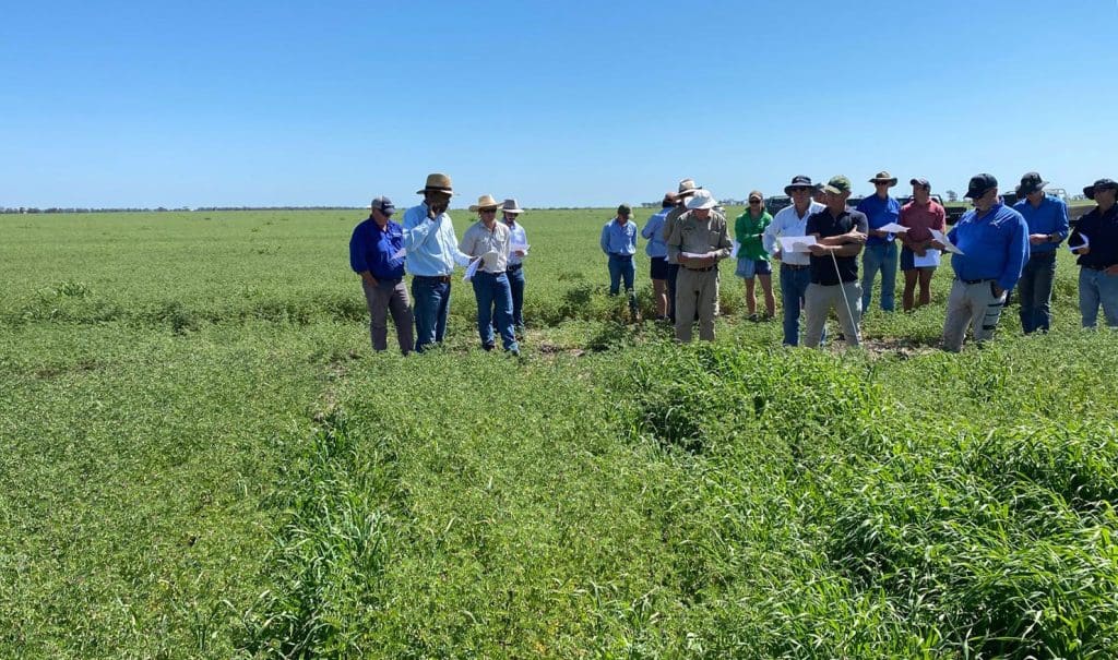 Phalaris trial seeks more sites in southern Qld, northern NSW - Grain ...