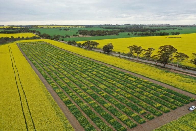 Canola Yield Tool helps growers factor IWM into varietal selection ...