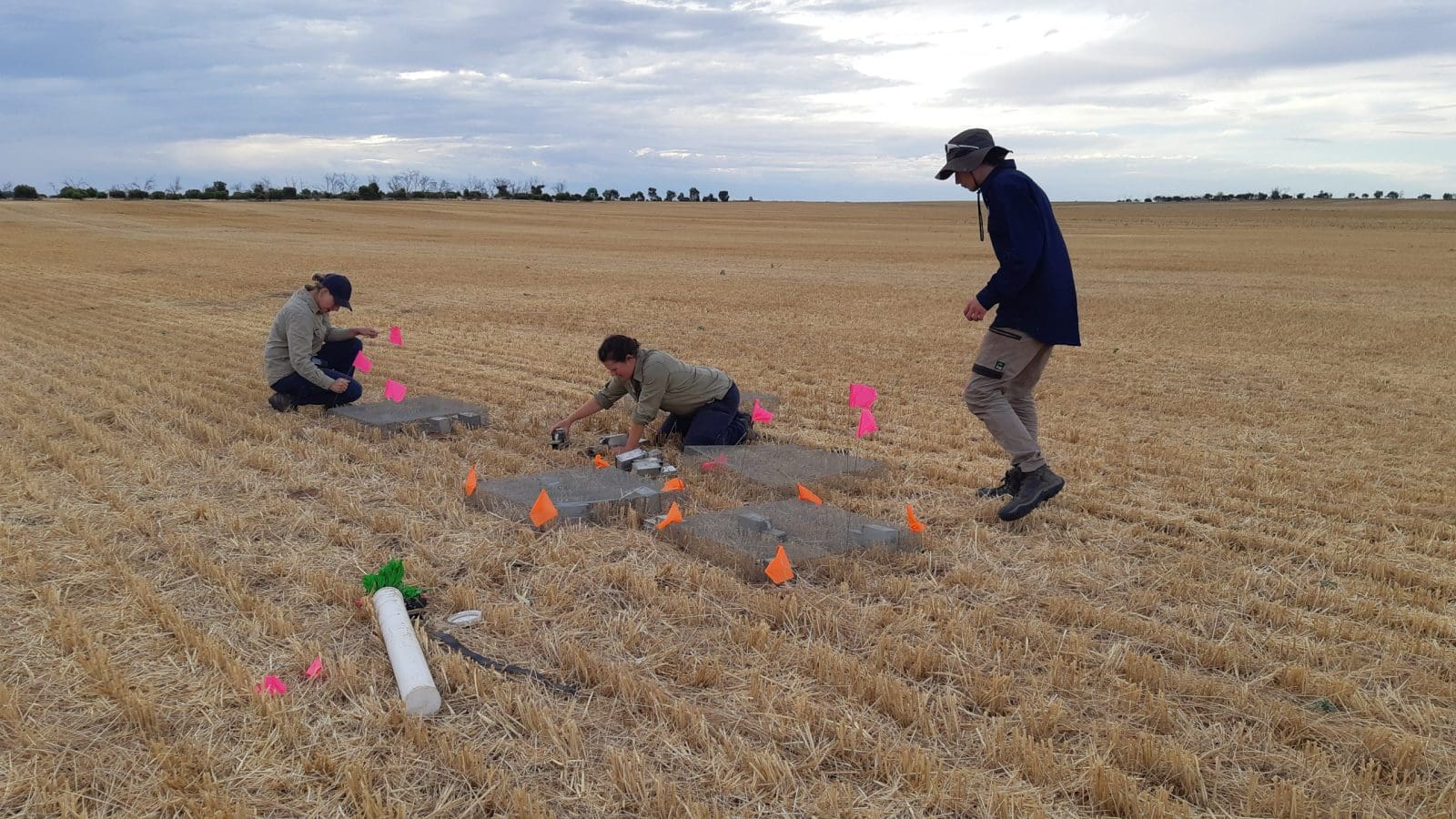 Investment supports CSIRO work on mice management - Grain Central