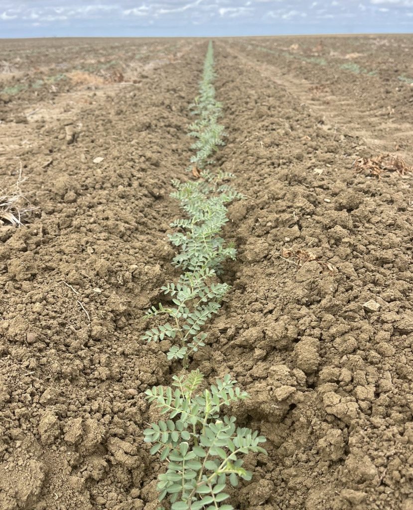 NW Qld crops flourish as Maxwelton project gathers pace - Grain Central