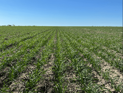 USDA forecasts Australian new-crop wheat at 31Mt - Grain Central