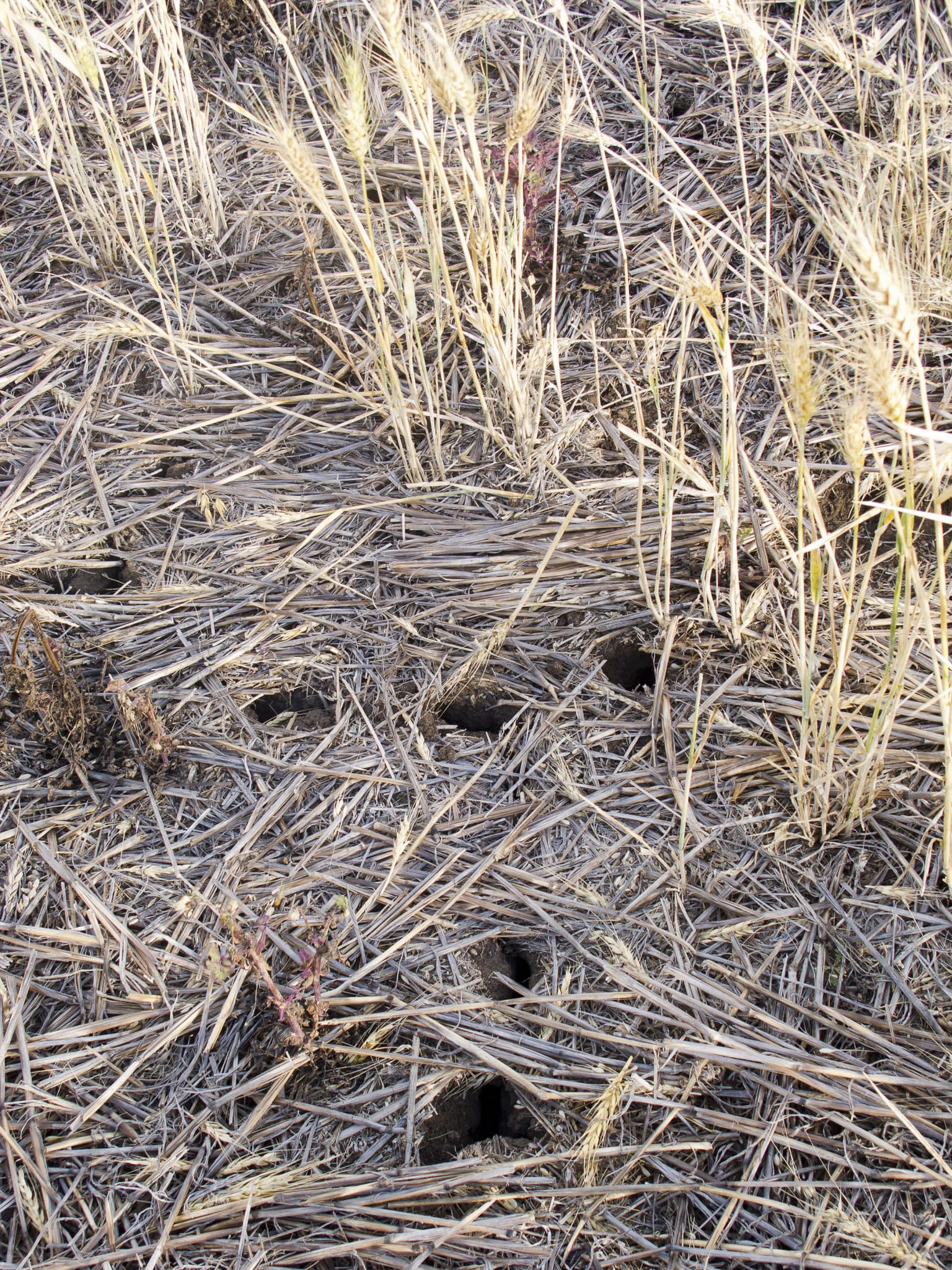 GRDC warns growers of increased mouse activity - Grain Central