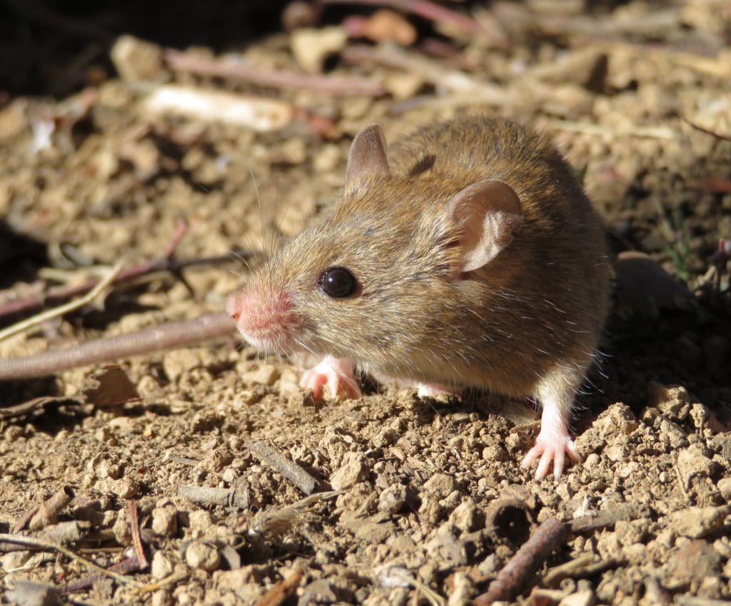 GRDC warns growers of increased mouse activity - Grain Central
