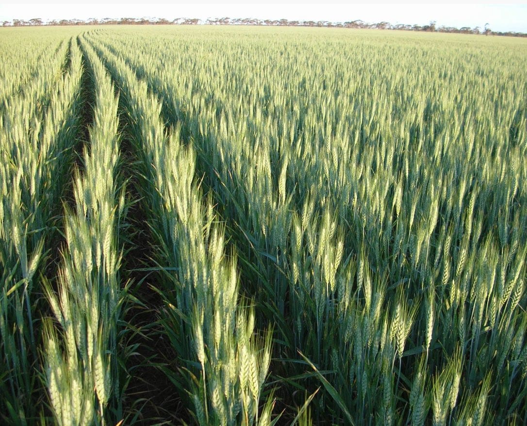 Vic holds out for rain after tough start - Grain Central