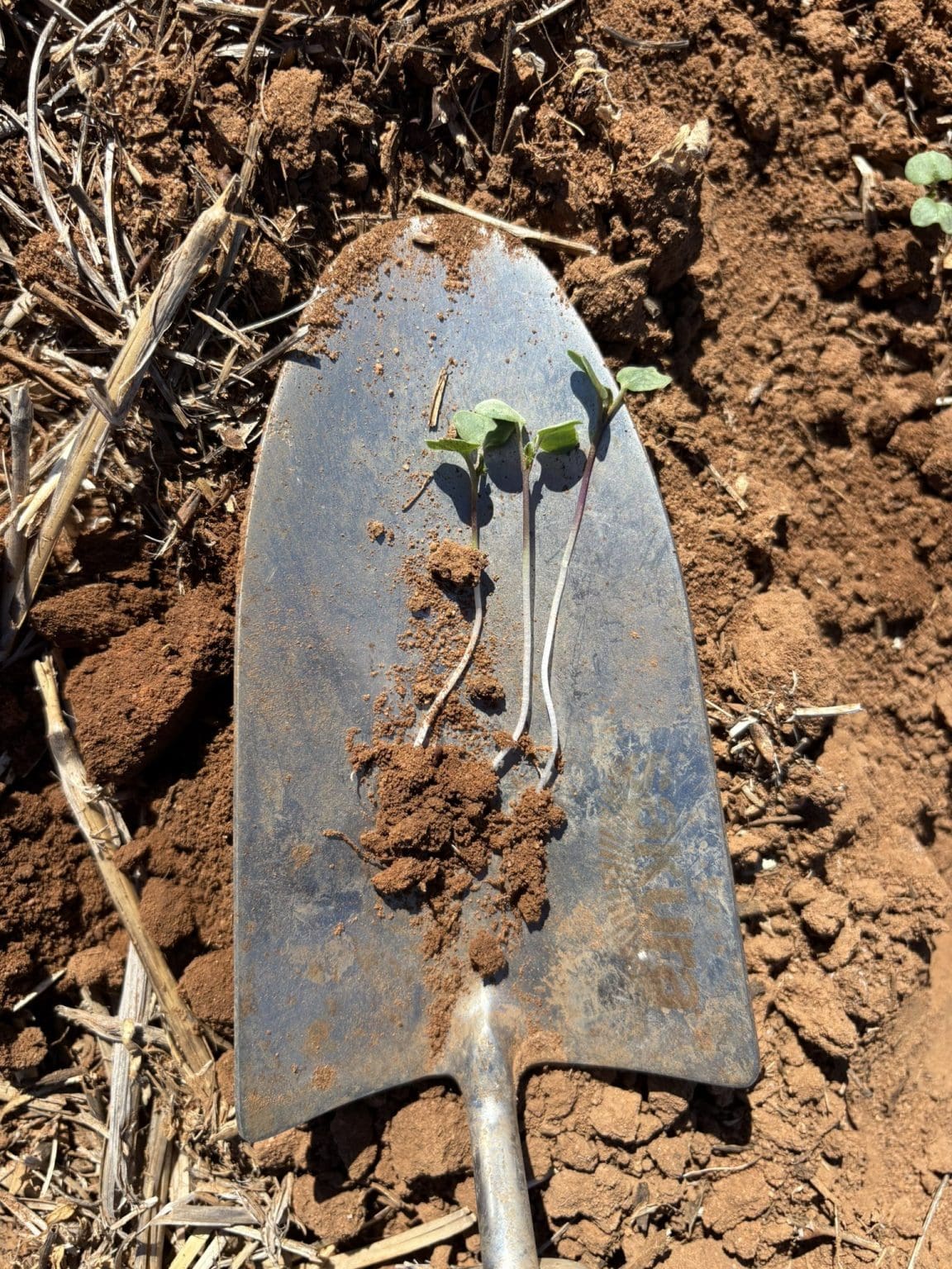 New-crop forecasts roll out as crop goes in - Grain Central