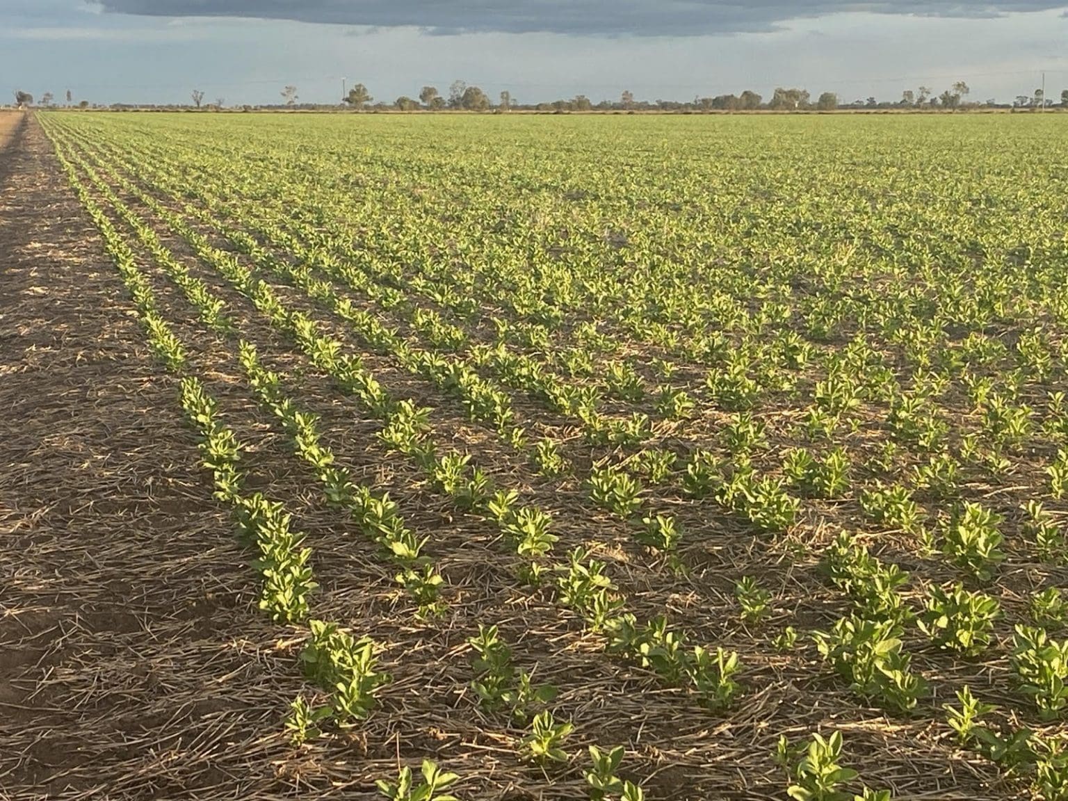 Pulse Update: Lentil outlook brightens after SA, Vic rain - Grain Central