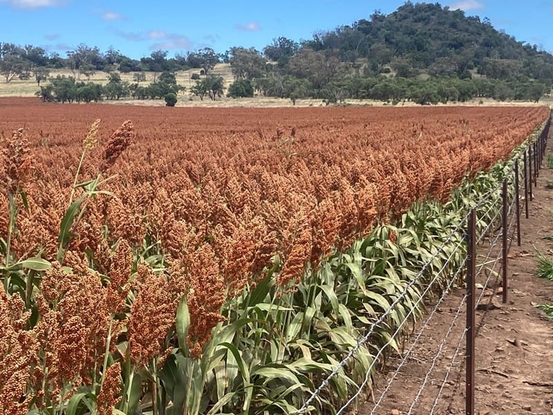 Farms in three prized double-cropping regions list - Grain Central