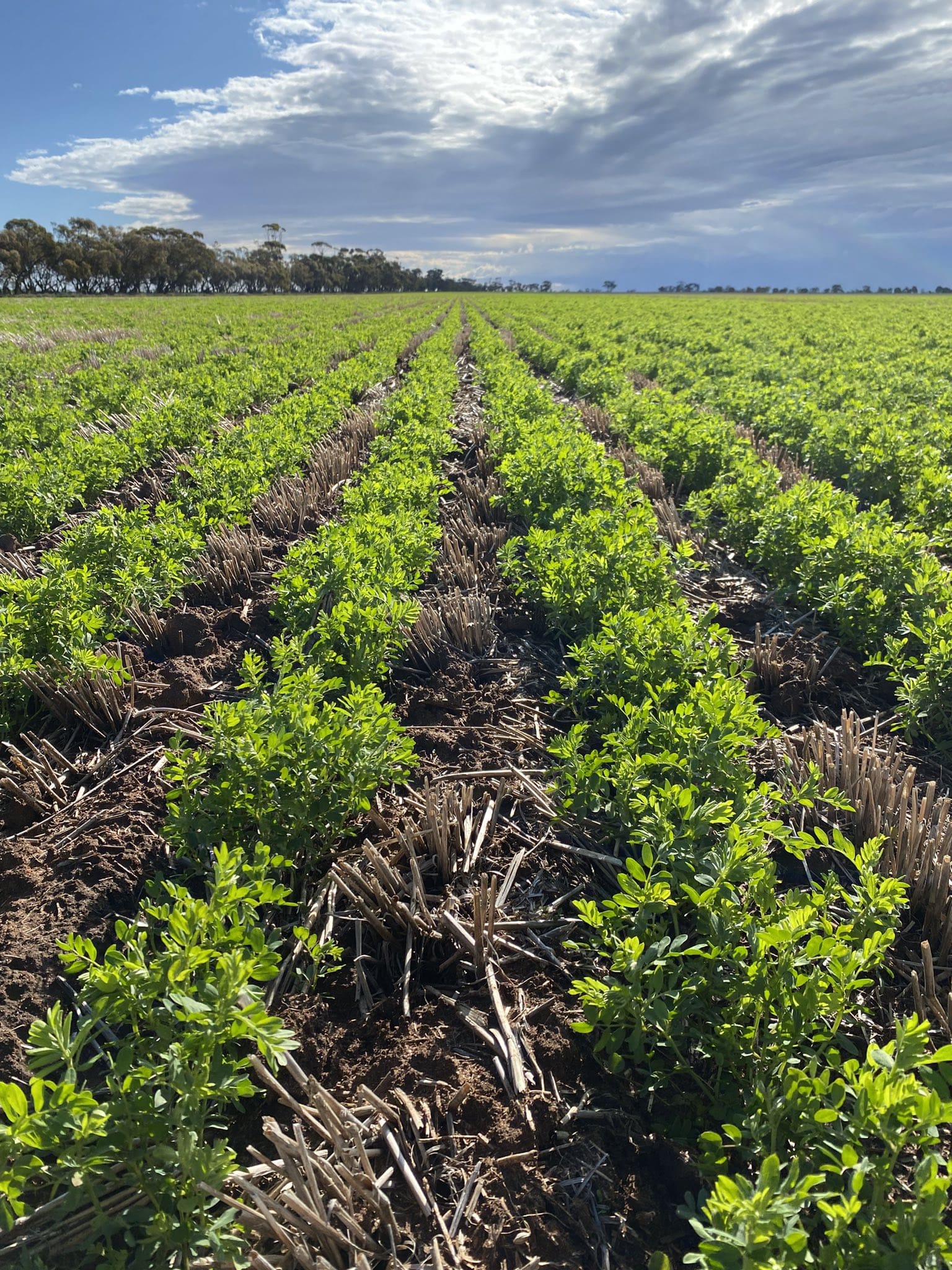 Pulse Update: Crops establish in mixed conditions - Grain Central