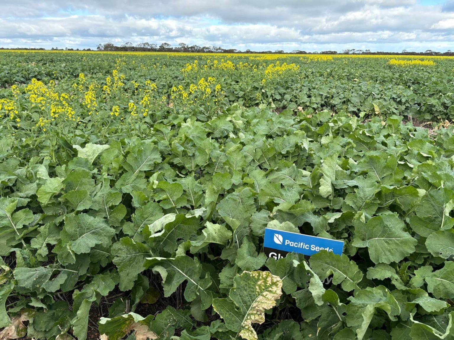 Australia exports 617,076t canola in May - Grain Central