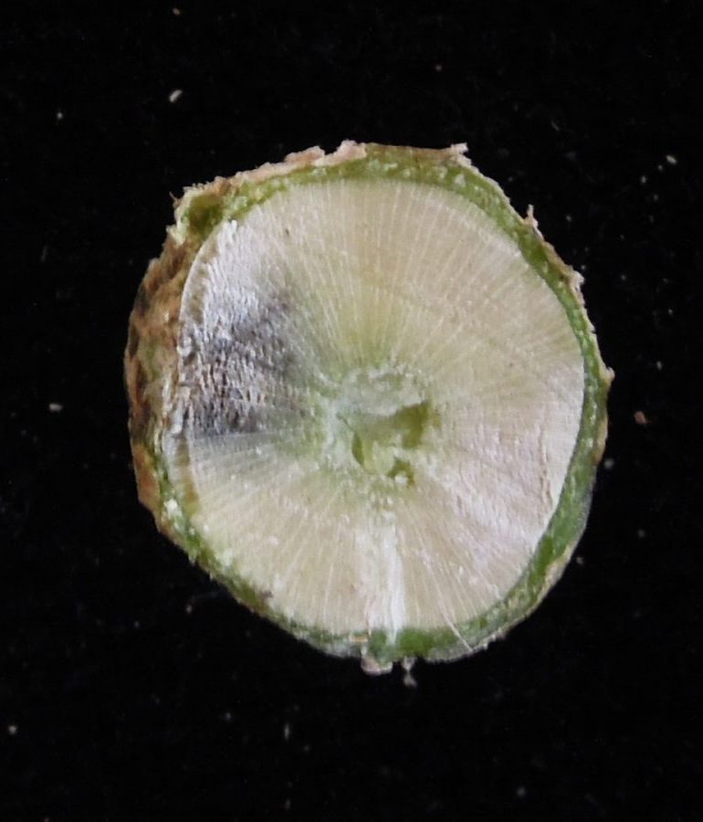 Fungicide use may be placing canola production at risk - Grain Central