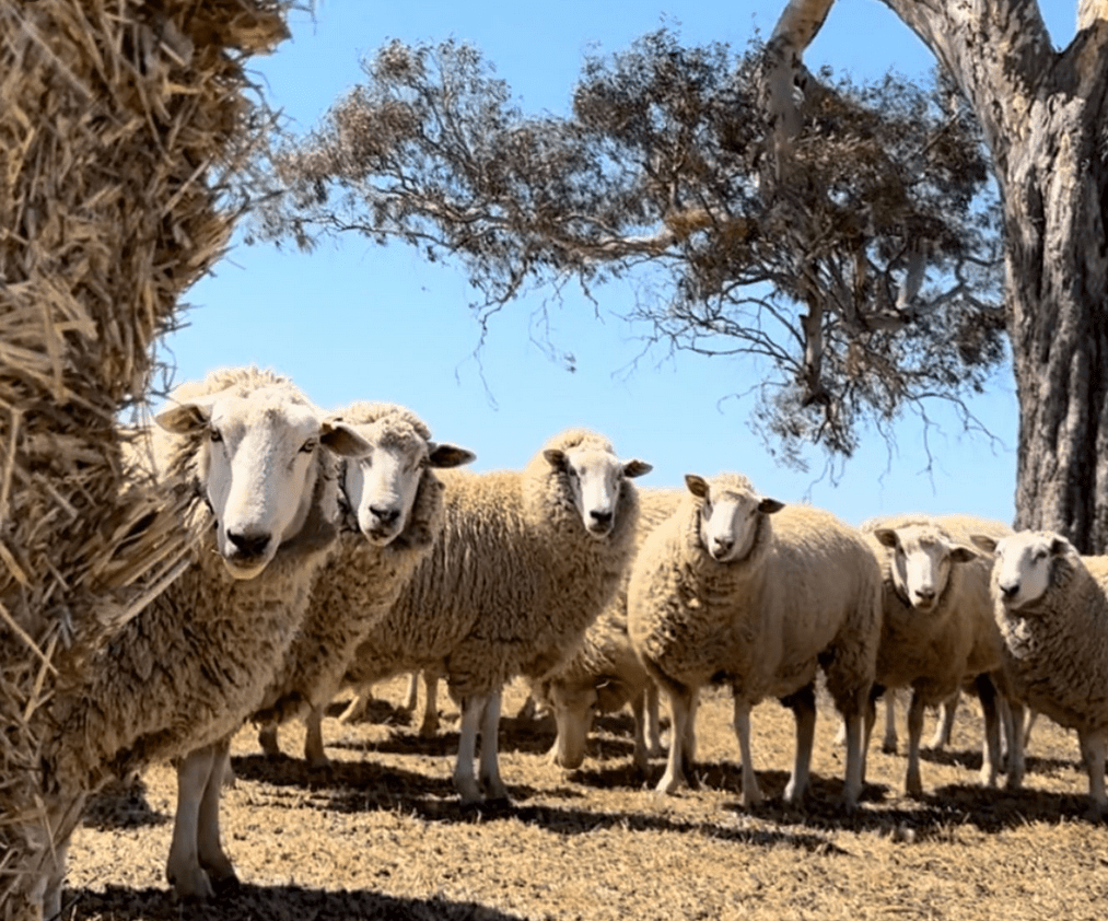 Hay season nears as south waits for pasture surge - Grain Central