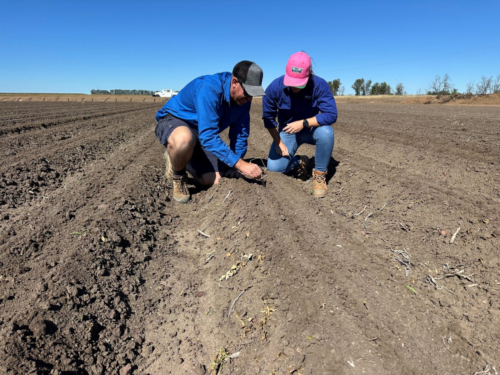 Cotton planting starts after late finish to picking - Grain Central