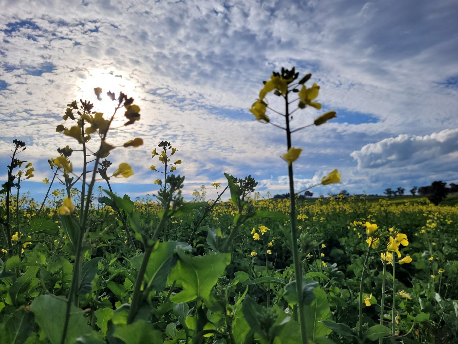 AOF sees new-crop canola at 5.97Mt - Grain Central