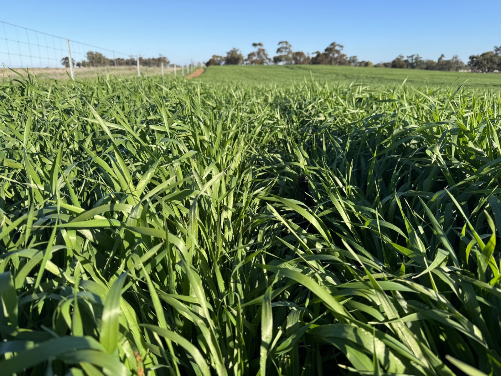 Australia details barley, sorghum exports to June - Grain Central