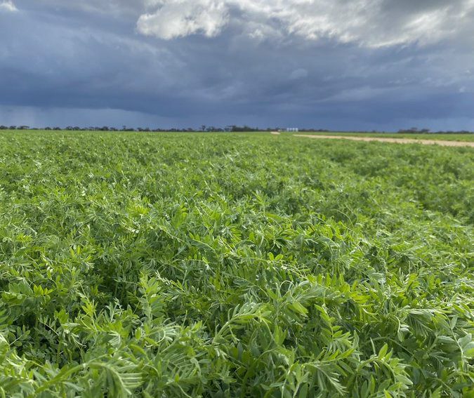Pulse Update: Chickpeas slow, lentils improve - Grain Central