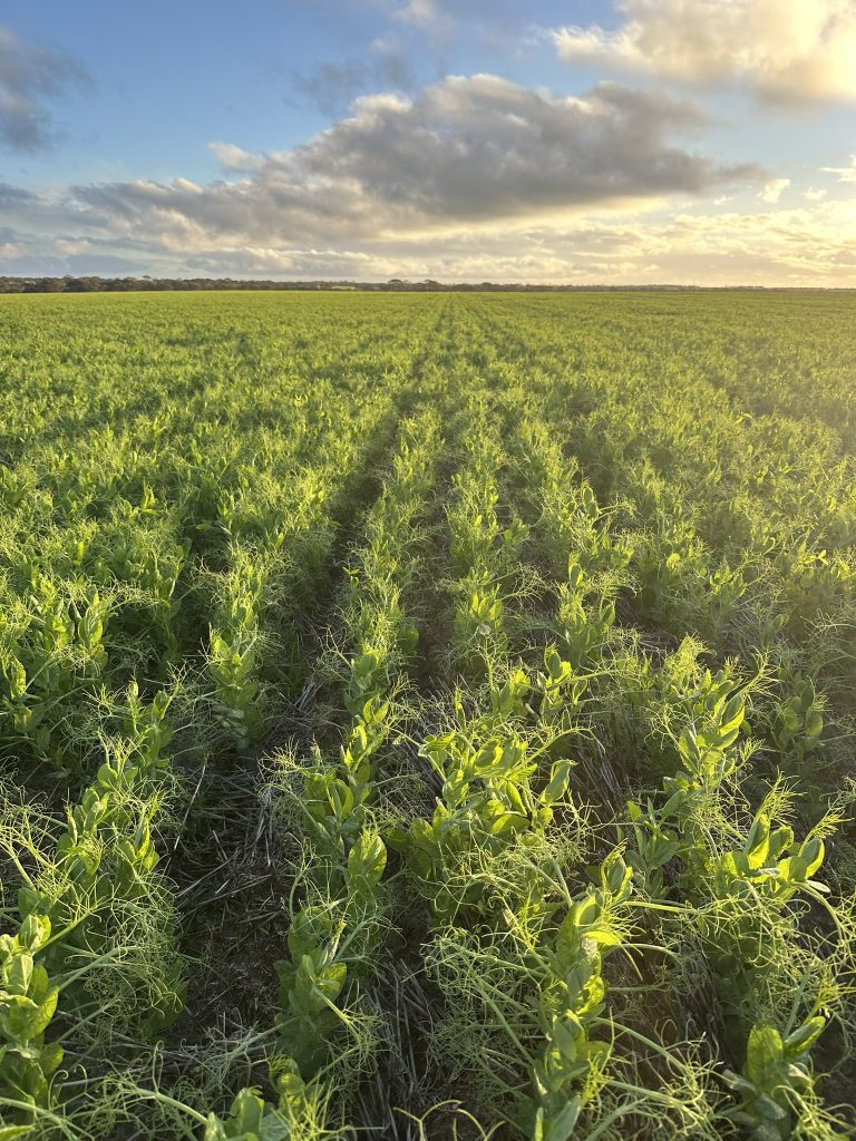 Improved WA crop now seen at 21.9Mt: GIWA - Grain Central