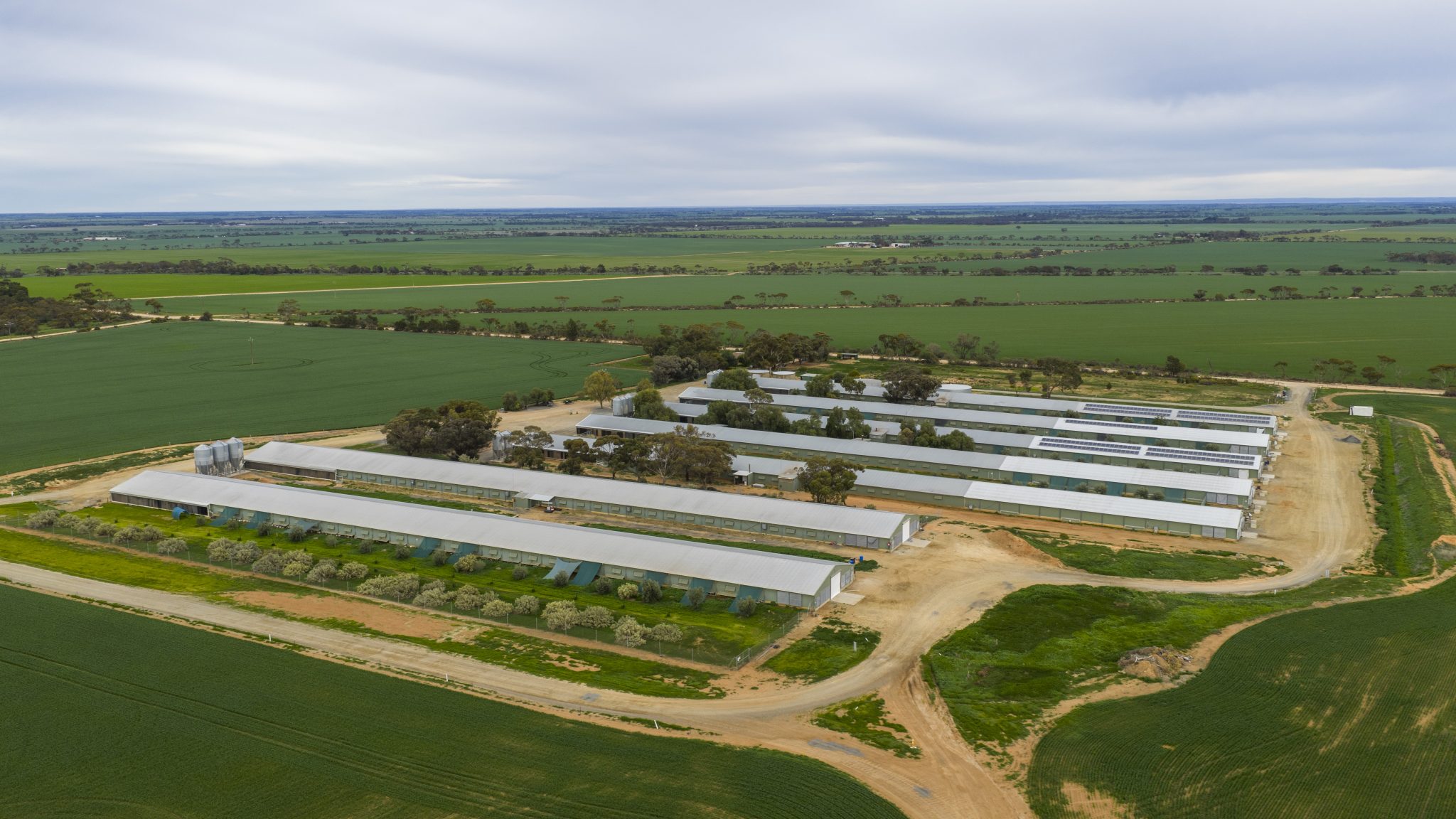 Lilydale supplier Southern Cross Farms returns to market - Grain Central