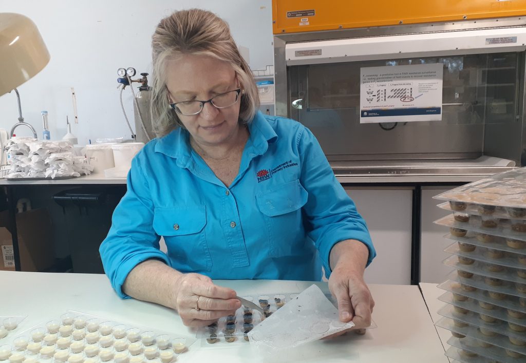 Resistance surveillance project targets fall armyworm - Grain Central