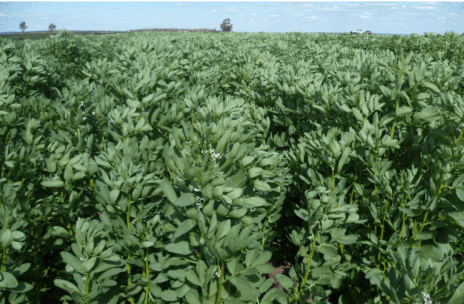 New AGT durum varieties, FBA faba bean named - Grain Central